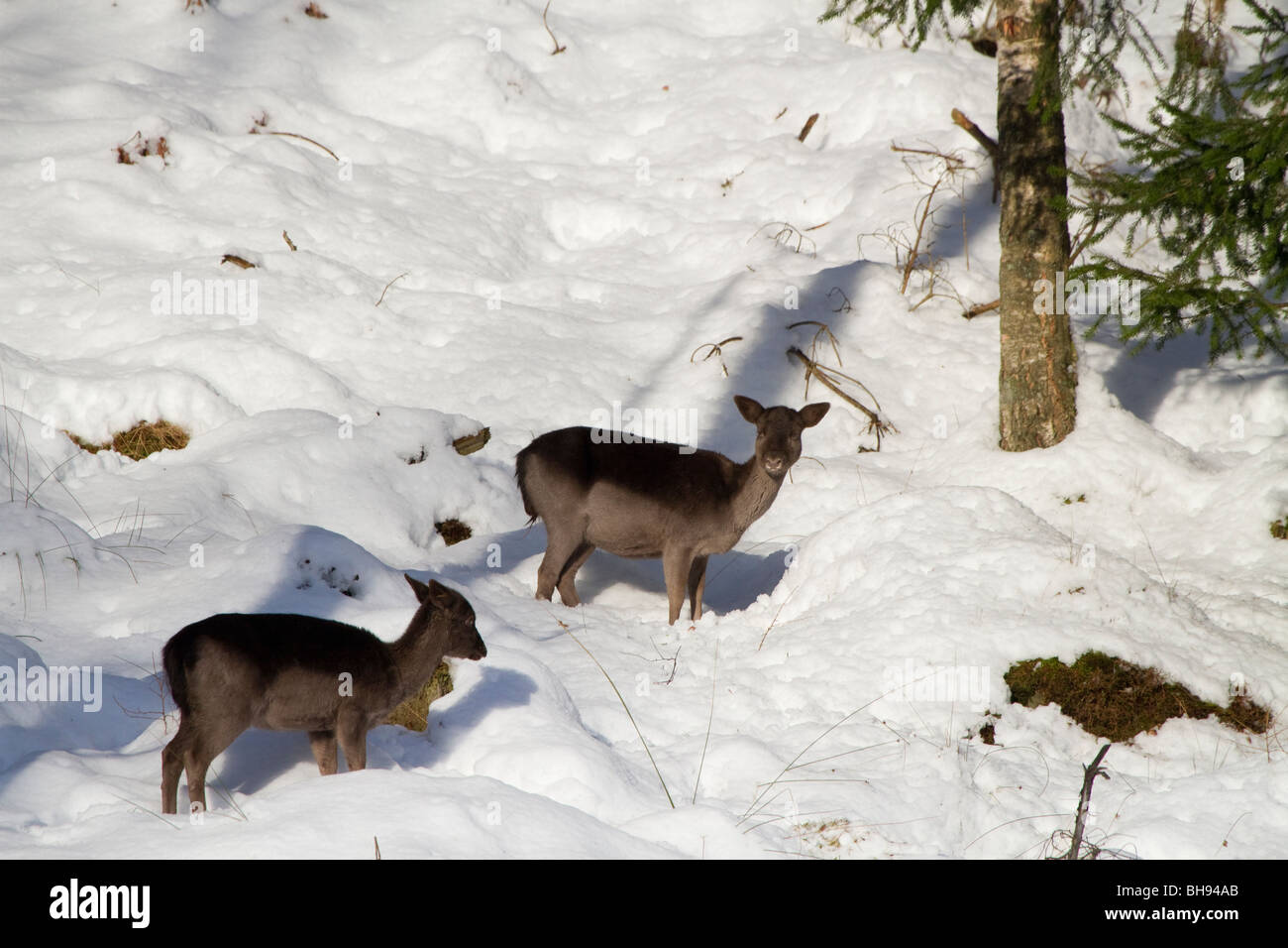 Fallow deer dama dama uk fawn hi-res stock photography and images - Alamy