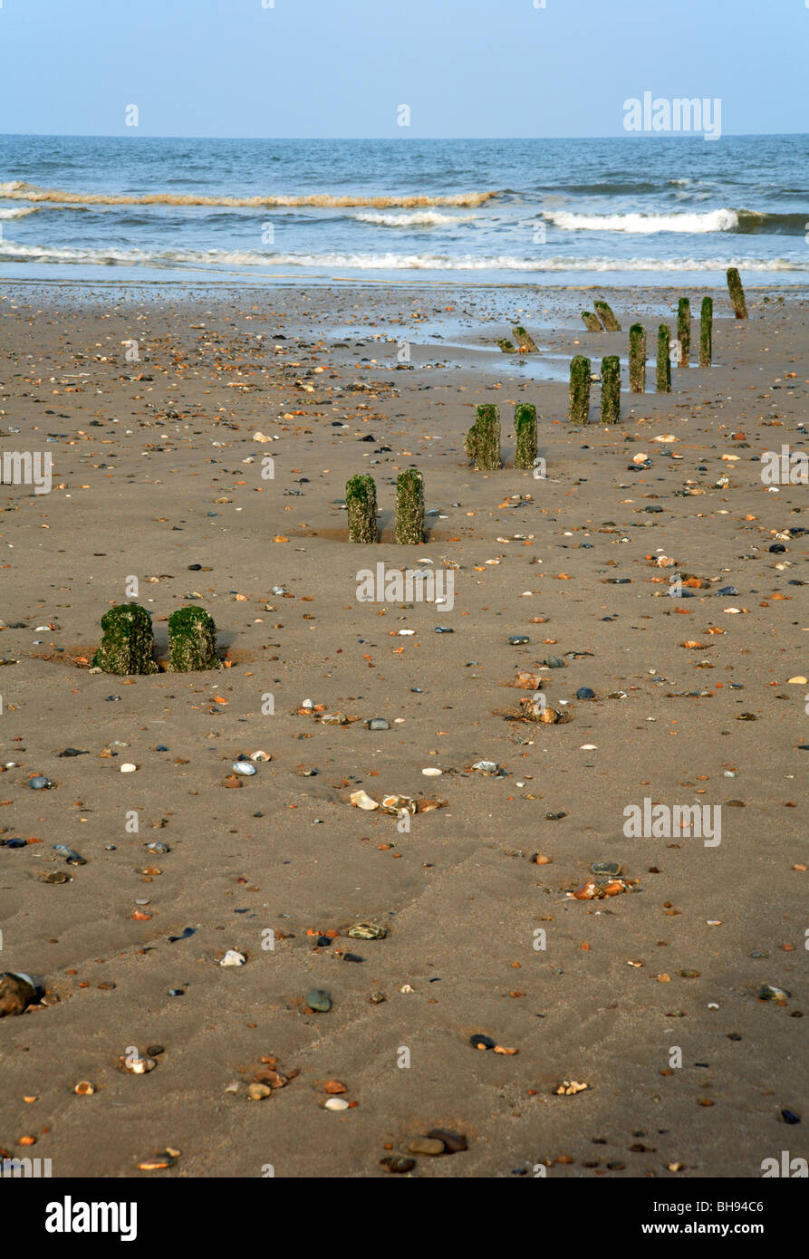 Old outfall support posts revealed at low tide at Holme next the Sea ...
