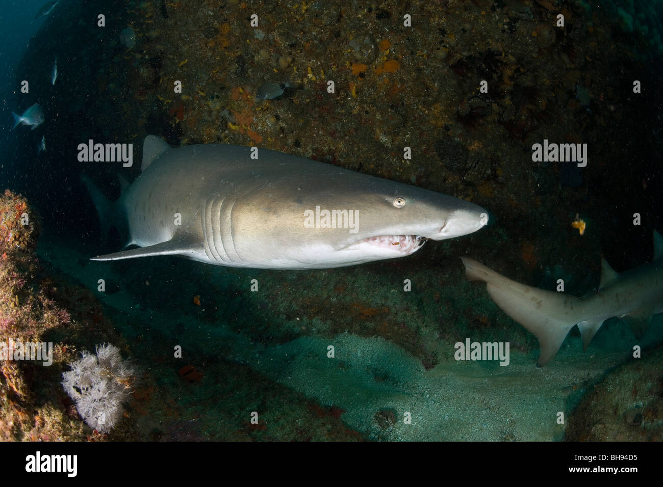 Sand Tiger Shark with damaged Nose, Carcharias taurus, Aliwal Shoals ...