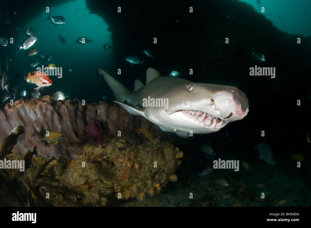 Sand Tiger Shark with damaged Nose, Carcharias taurus, Aliwal Shoals ...