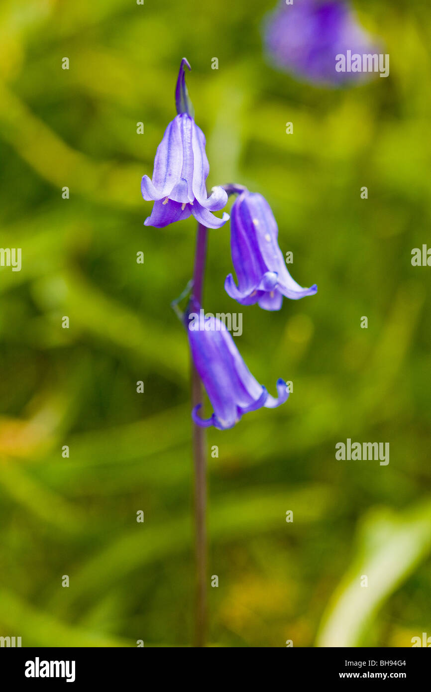 Purple bluebell against greenery Stock Photo - Alamy