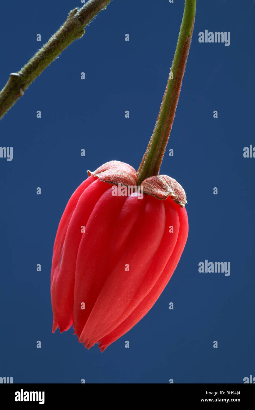 Lantern tree hi-res stock photography and images - Alamy