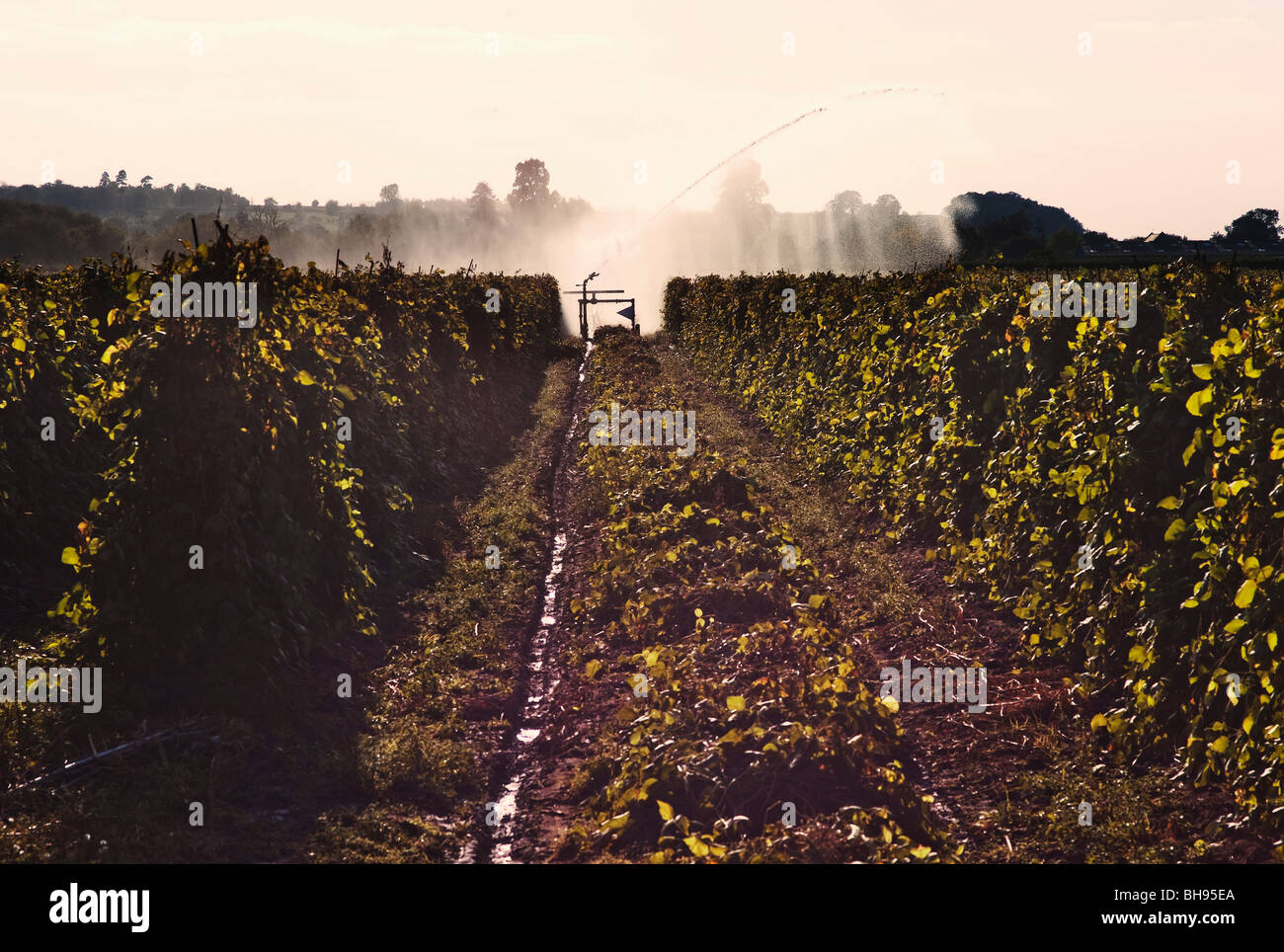 crops field house in distance Stock Photo - Alamy