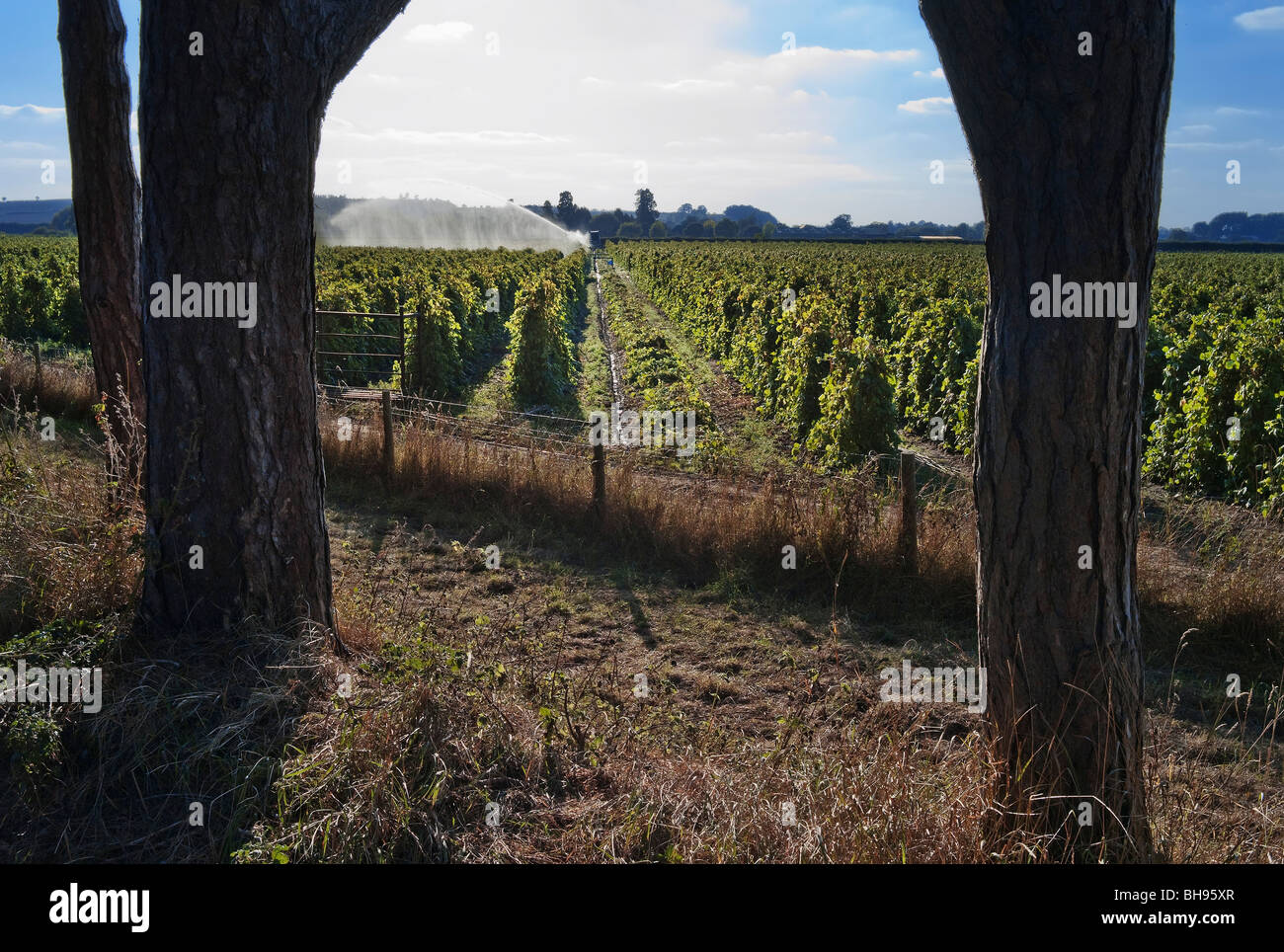 crops field house in distance Stock Photo - Alamy