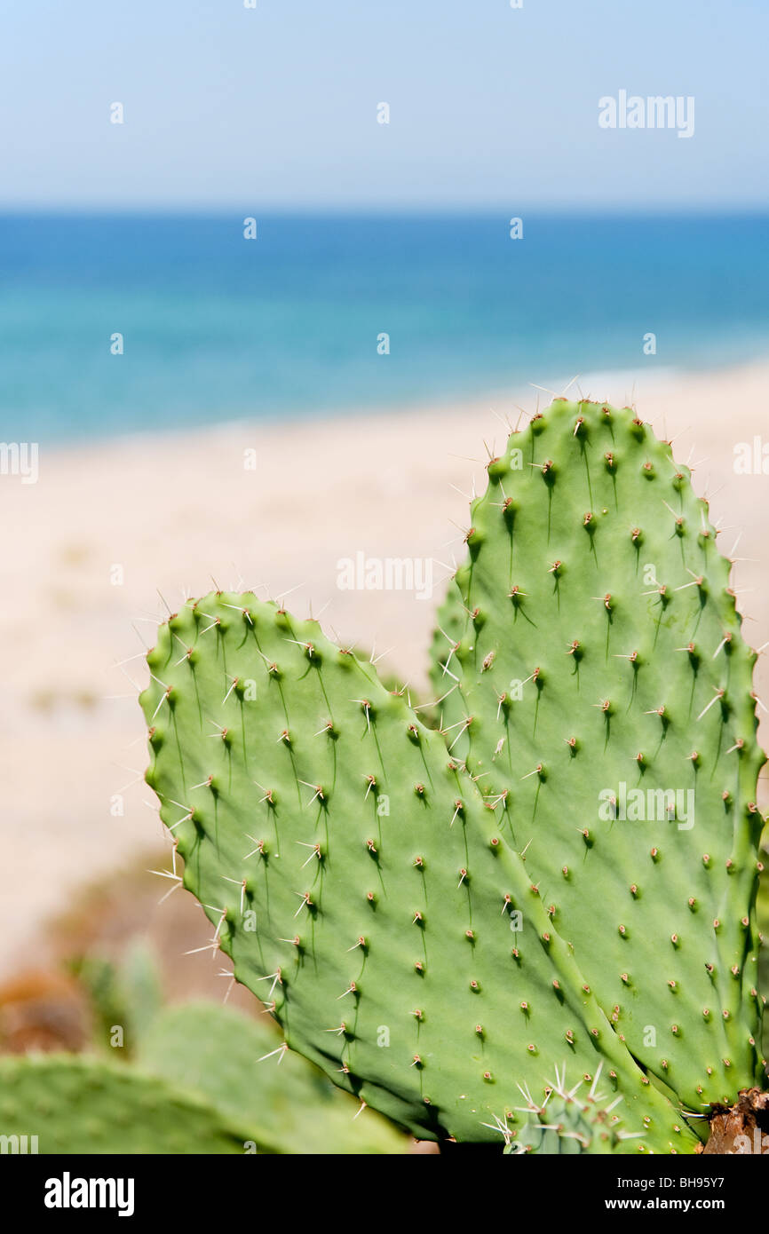 tropical beach with cactus and horizon over sea Stock Photo - Alamy