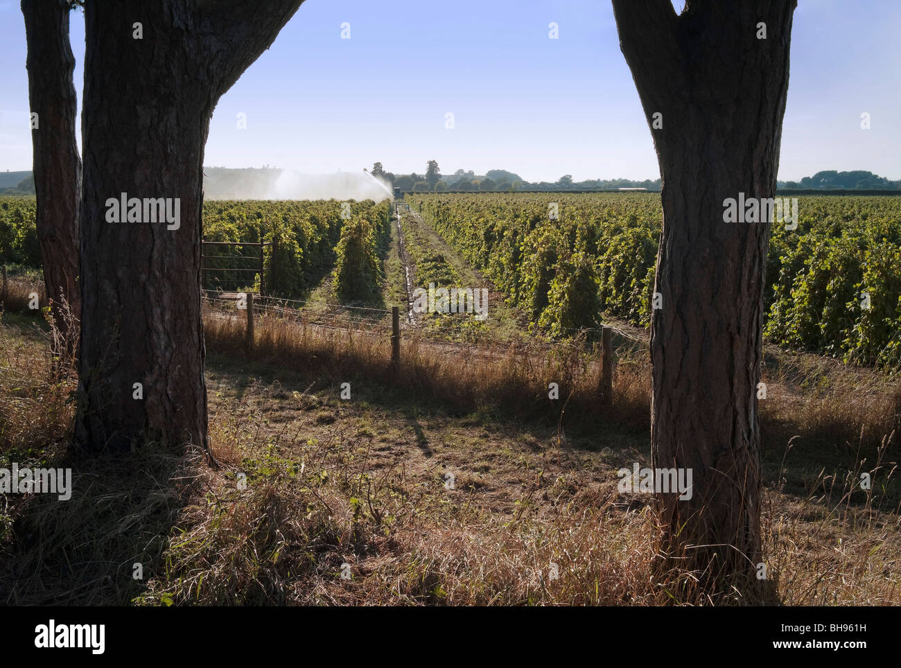 crops field house in distance Stock Photo - Alamy