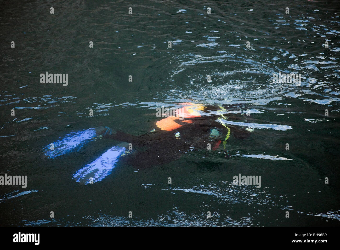 Vivian Quarry, Llanberis, Gwynedd, North Wales, UK, Europe. Diver just ...