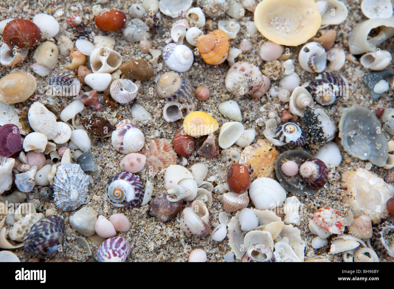 Shell beach Herm Island Stock Photo - Alamy