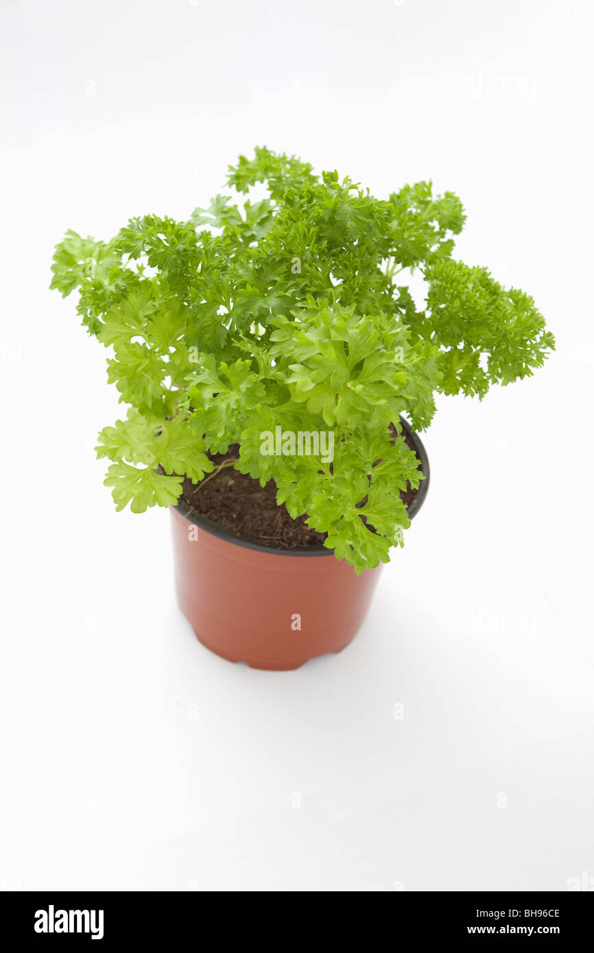 Parsley growing in the pot Stock Photo - Alamy