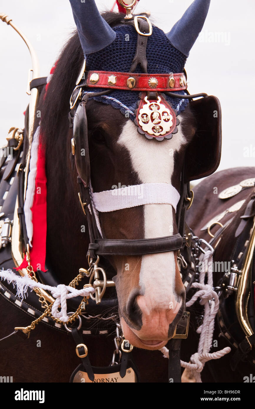 Traditional shire horses hi-res stock photography and images - Alamy