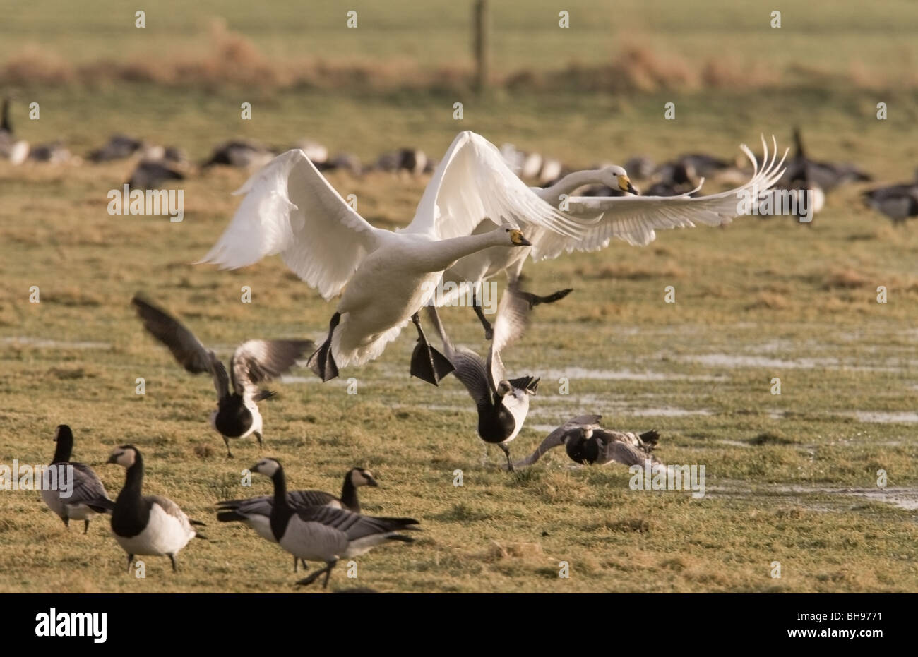 Whooper Swan Cygnus cygnus adults in flight landing in a flock of ...
