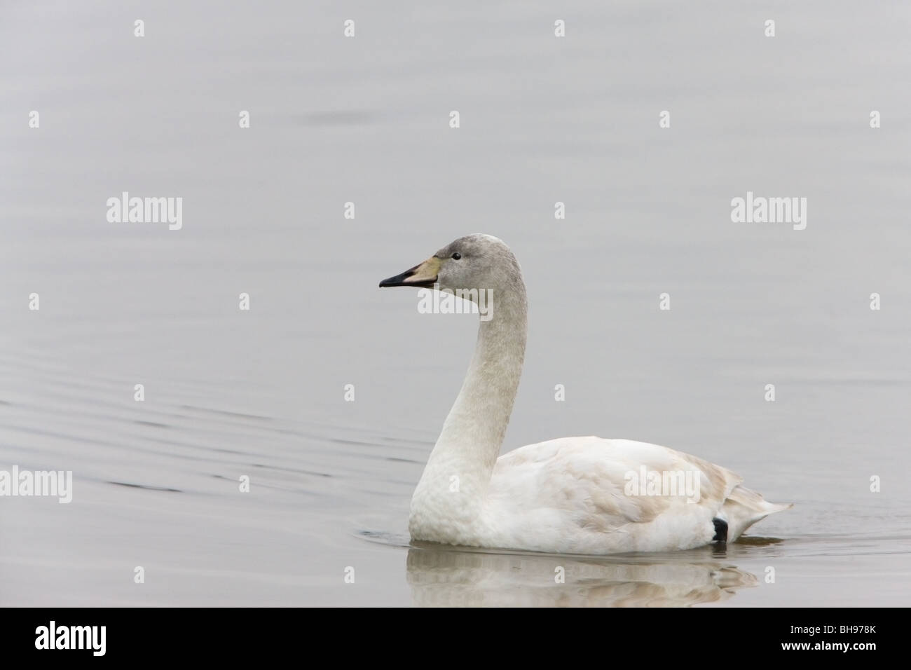 Immature swan hi-res stock photography and images - Alamy