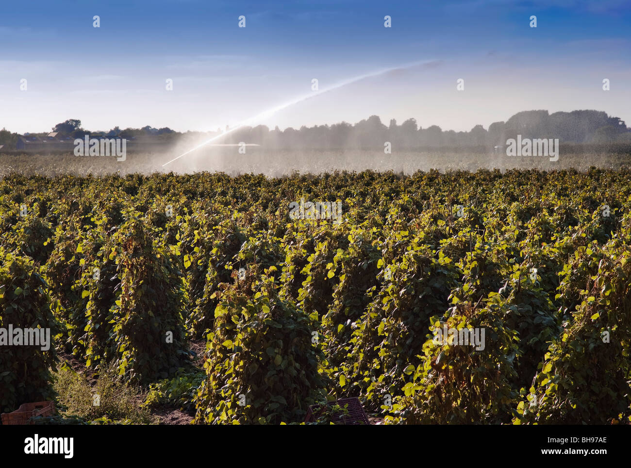 crops field house in distance Stock Photo - Alamy