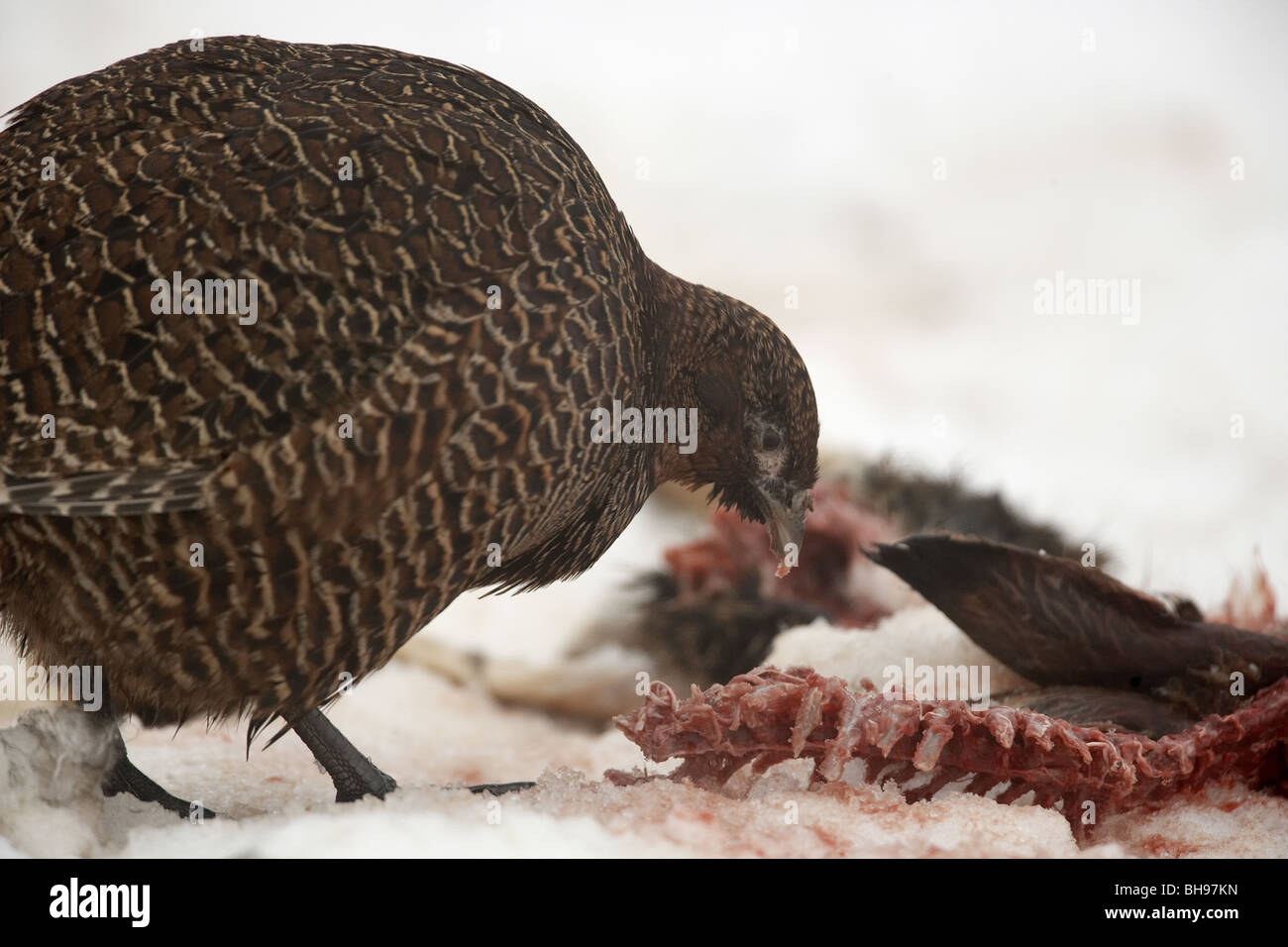 Wildlife road kill hi-res stock photography and images - Alamy