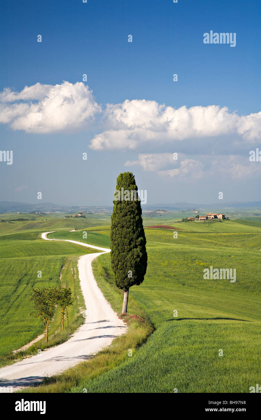 A Cypress tree in the beautiful Tuscan landscape of the Val d'Orcia ...