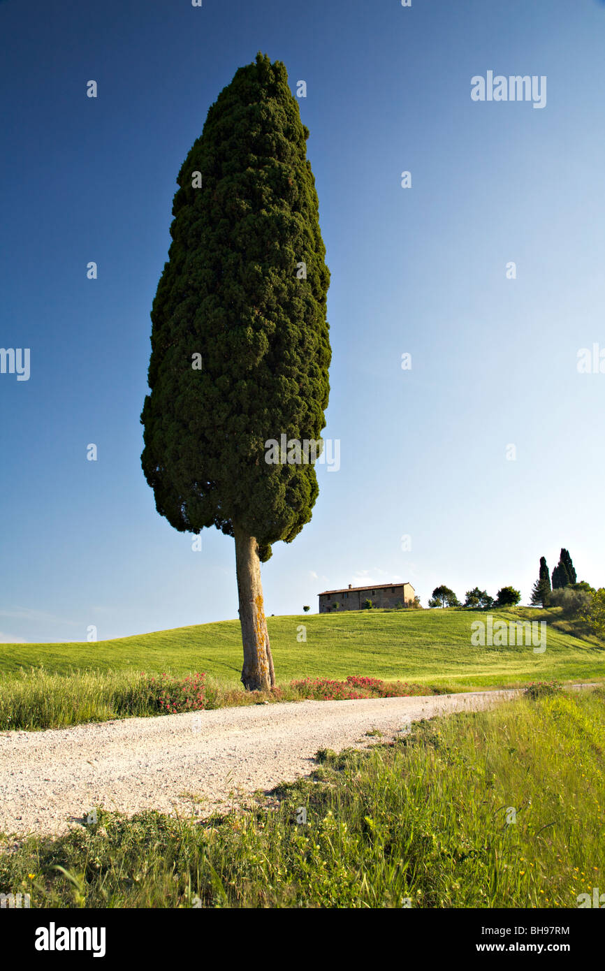 A Cypress tree in the beautiful Tuscan landscape of the Val d'Orcia ...