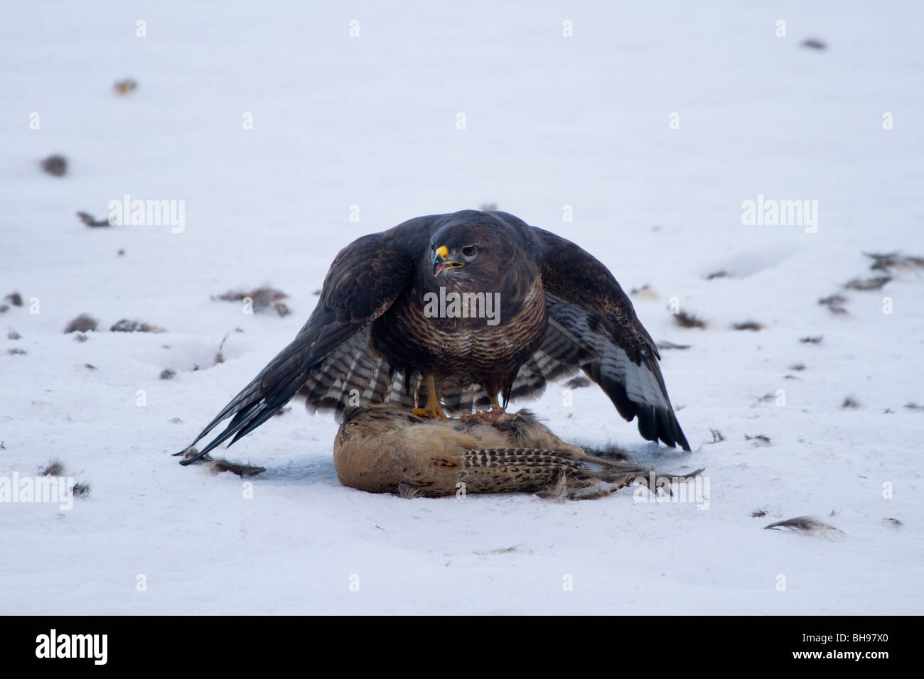 Common buzzard, Buteo buteo, eating a common pheasant, Phasionus ...