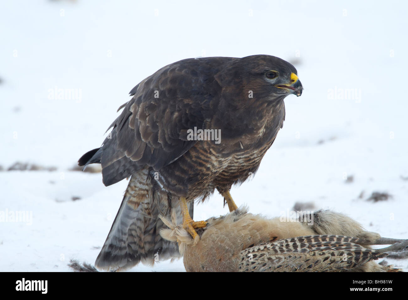 Buzzard uk pheasant hi-res stock photography and images - Alamy