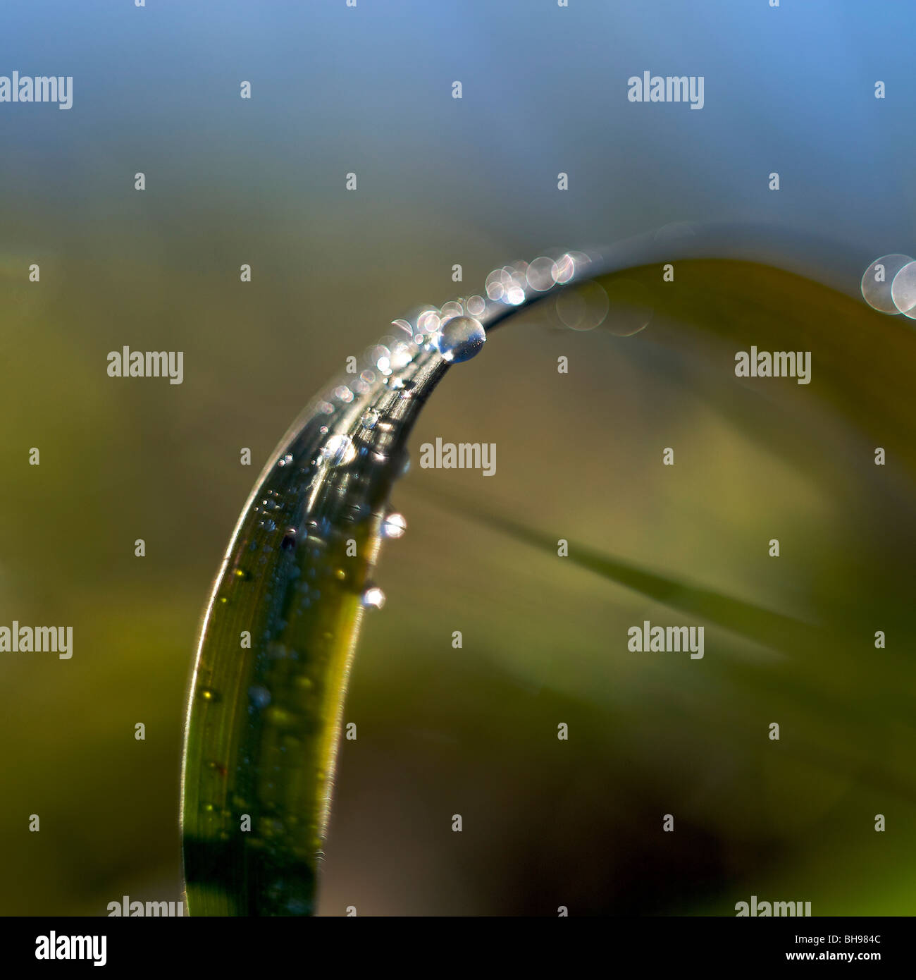 Drop water plants hi-res stock photography and images - Alamy