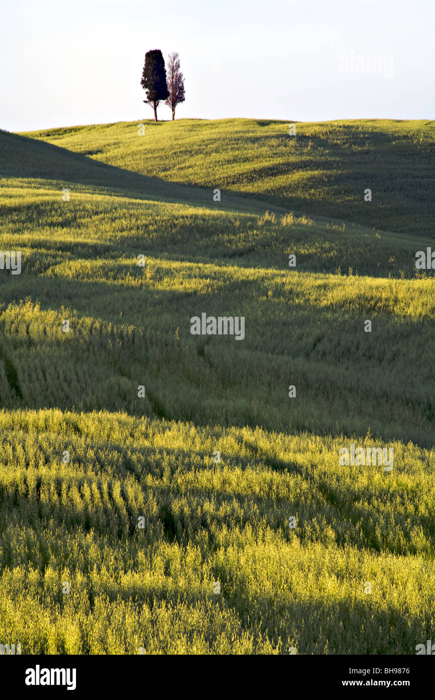 Two Cypress trees in the beautiful Tuscan landscape of the Val d'Orcia ...