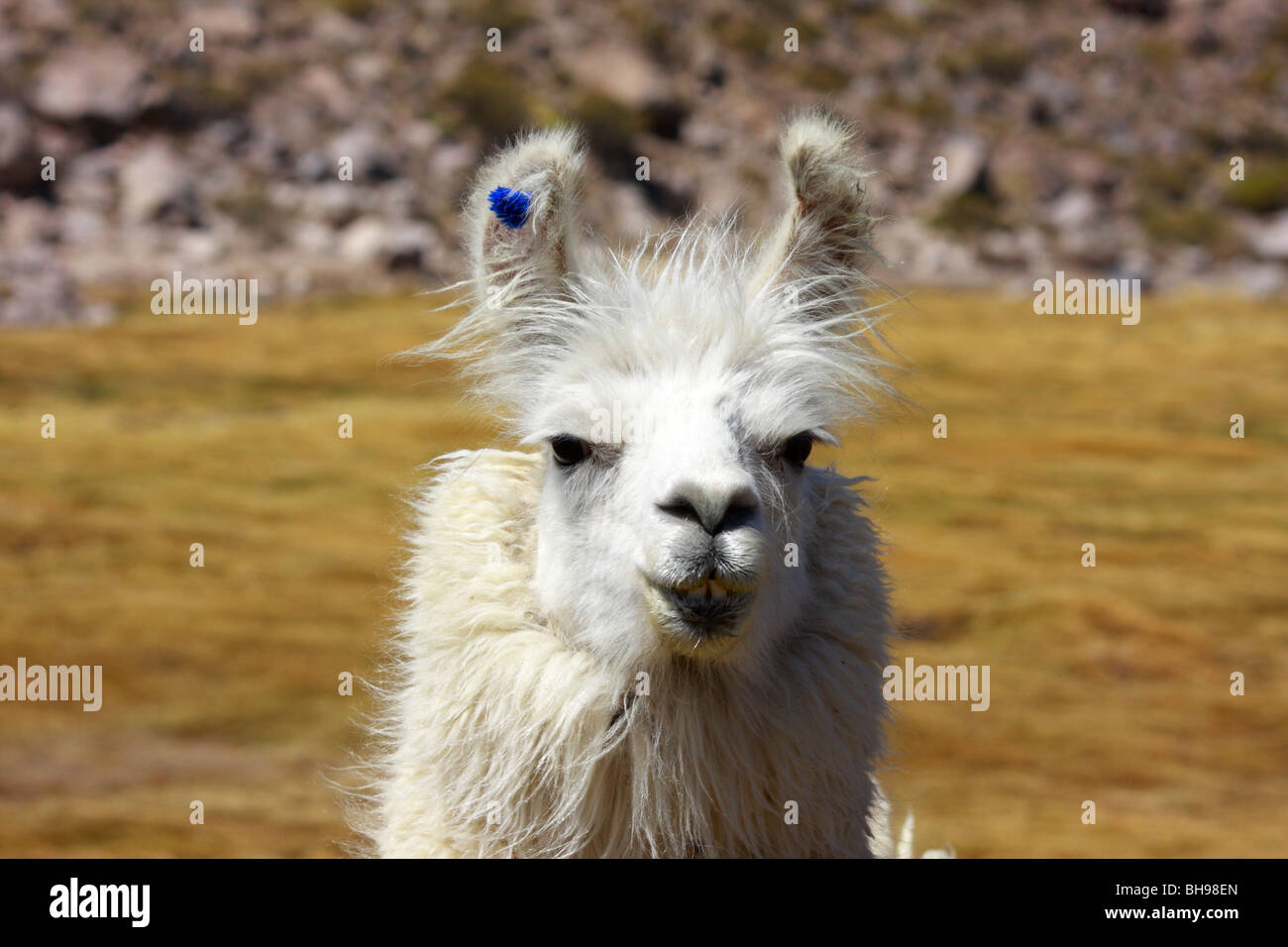 Llama chile hi-res stock photography and images - Alamy