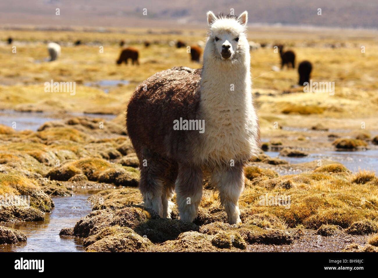 Fauna bolivia hi-res stock photography and images - Alamy