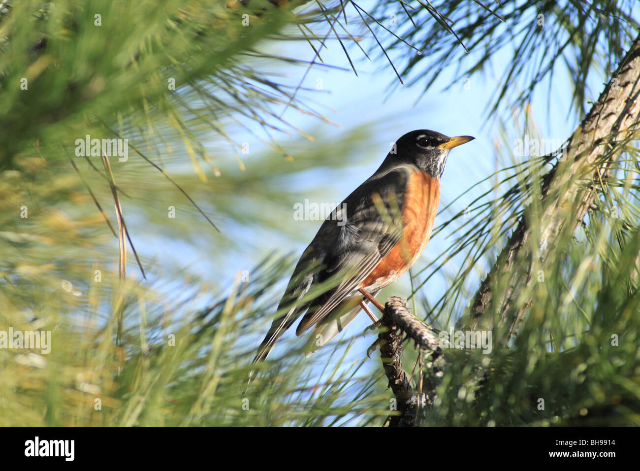 American Robin on a tree branch in Oregon Stock Photo - Alamy