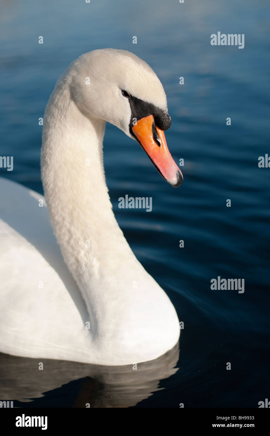 Swan Closeup Portrait Stock Photo - Alamy