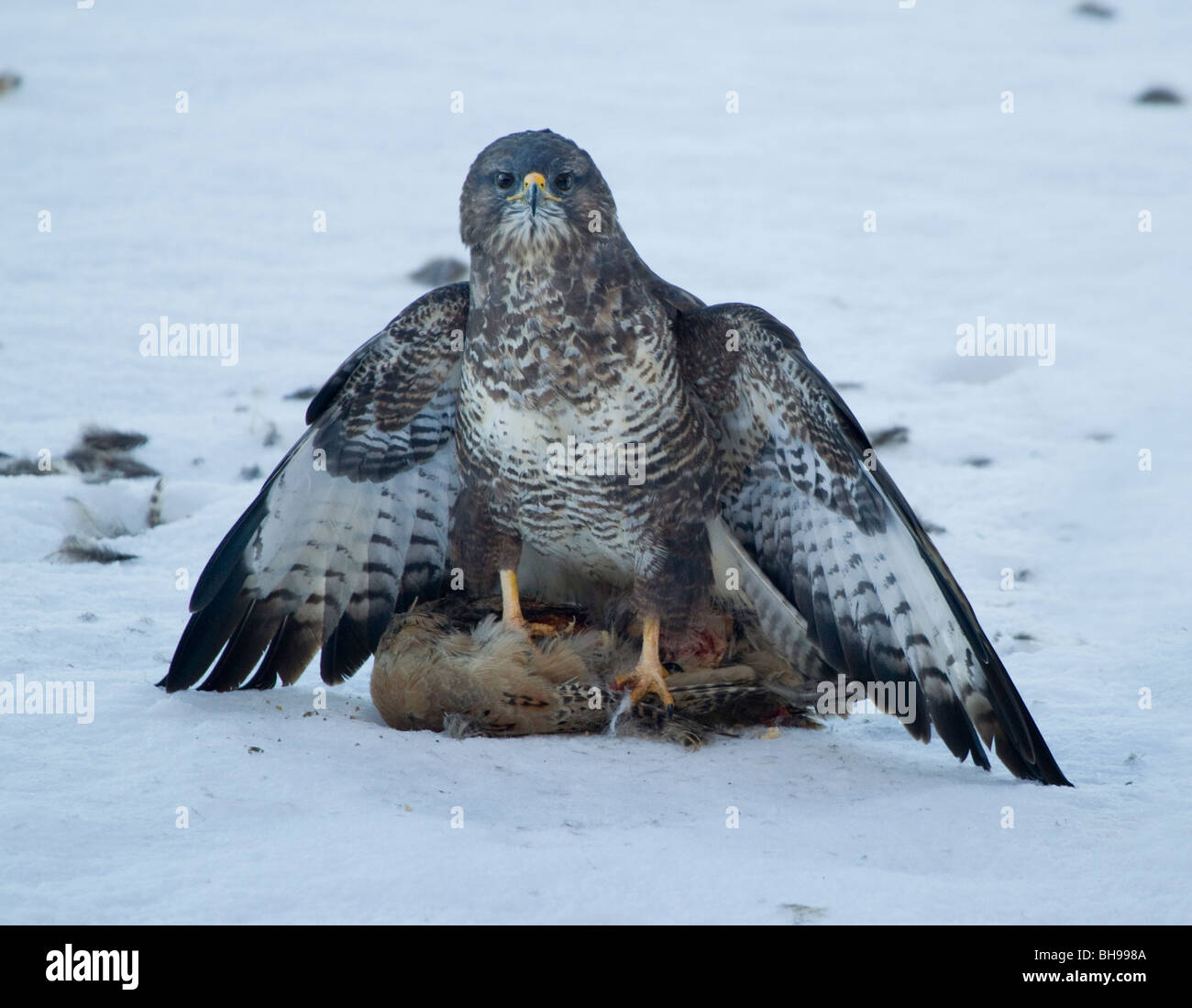 Common buzzard, Buteo buteo, eating a common pheasant, Phasionus ...