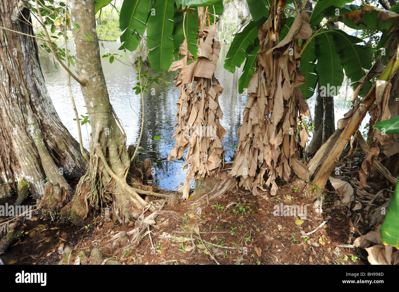 Trees and tree stumps in the swamplands of the Florida Everglades USA ...