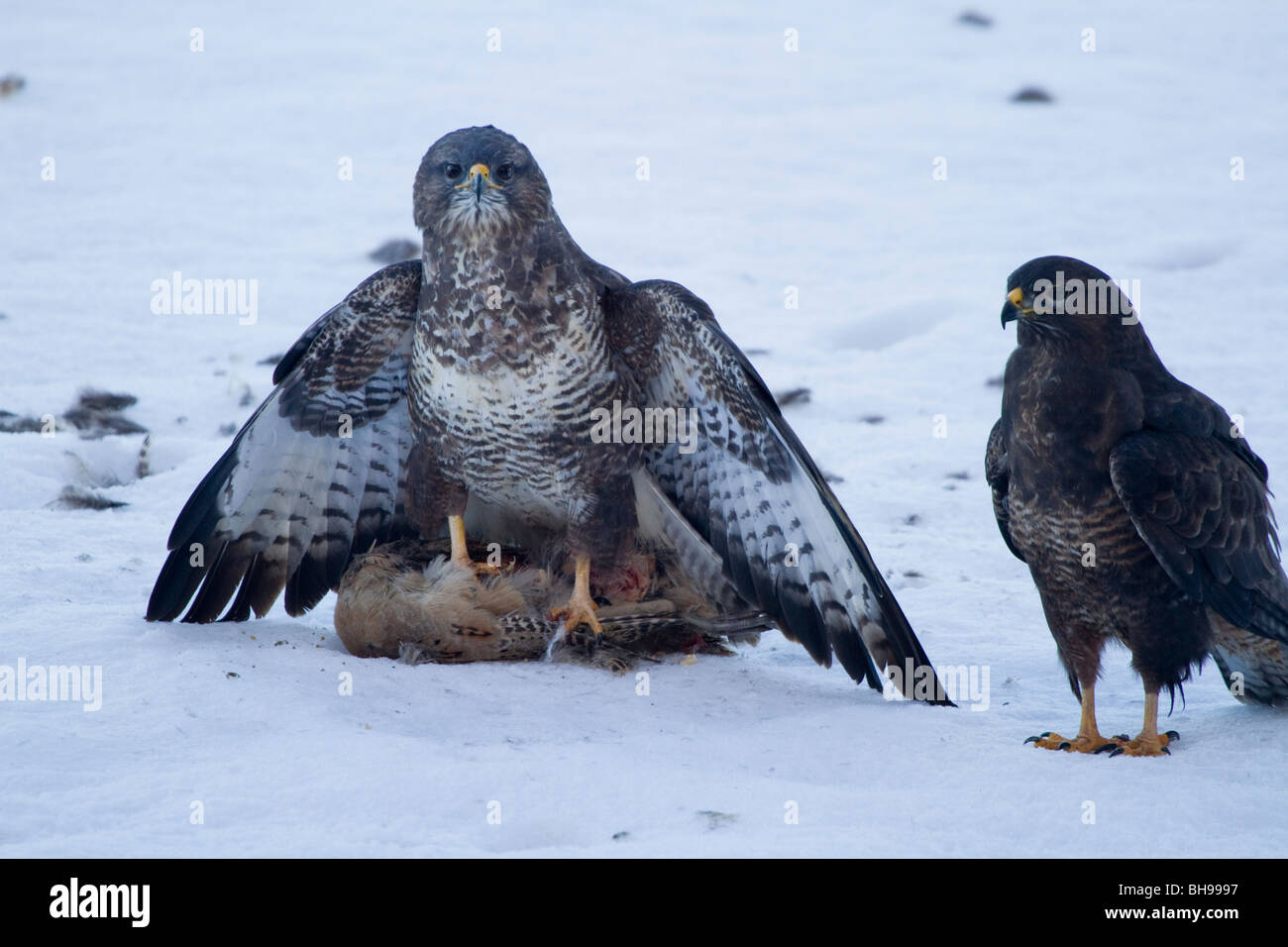 Common buzzard, Buteo buteo, eating a common pheasant, Phasionus ...