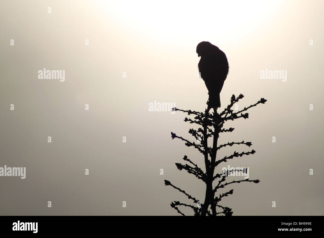 American Kestrel silhouette on a tree top in Oregon Stock Photo - Alamy