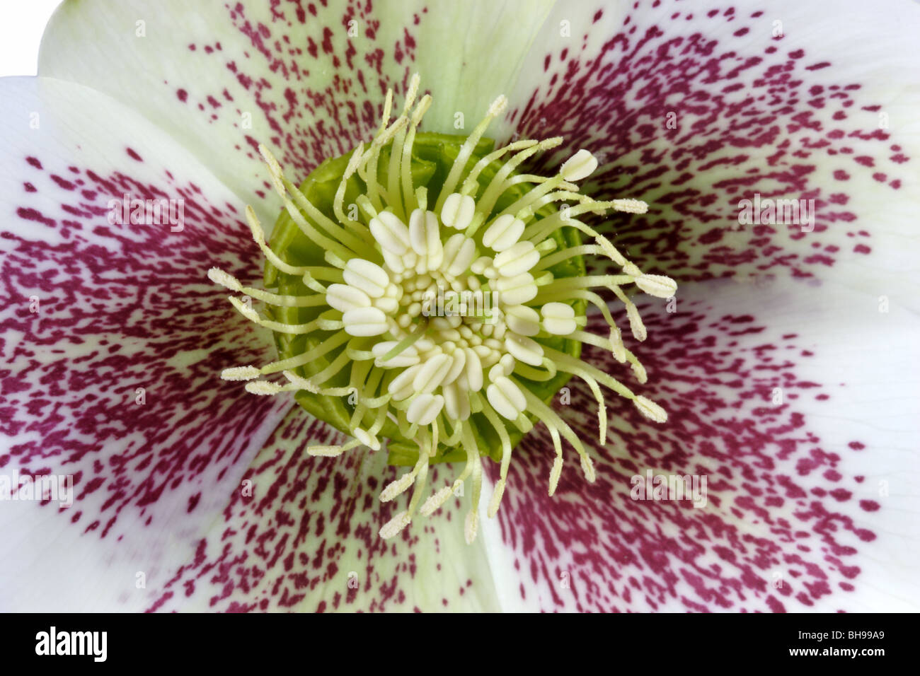 Lenten roses hi-res stock photography and images - Alamy