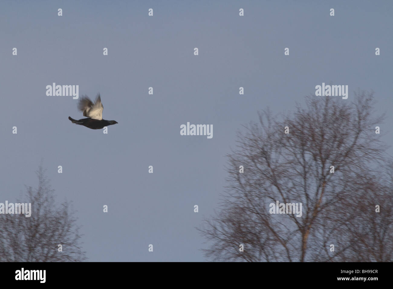 Black grouse flying hi-res stock photography and images - Alamy