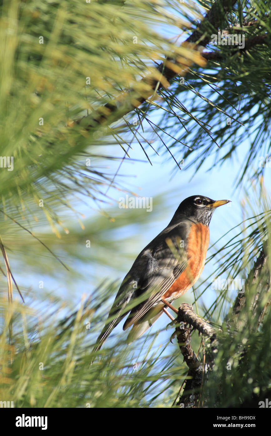 American Robin on a tree branch in Oregon Stock Photo - Alamy