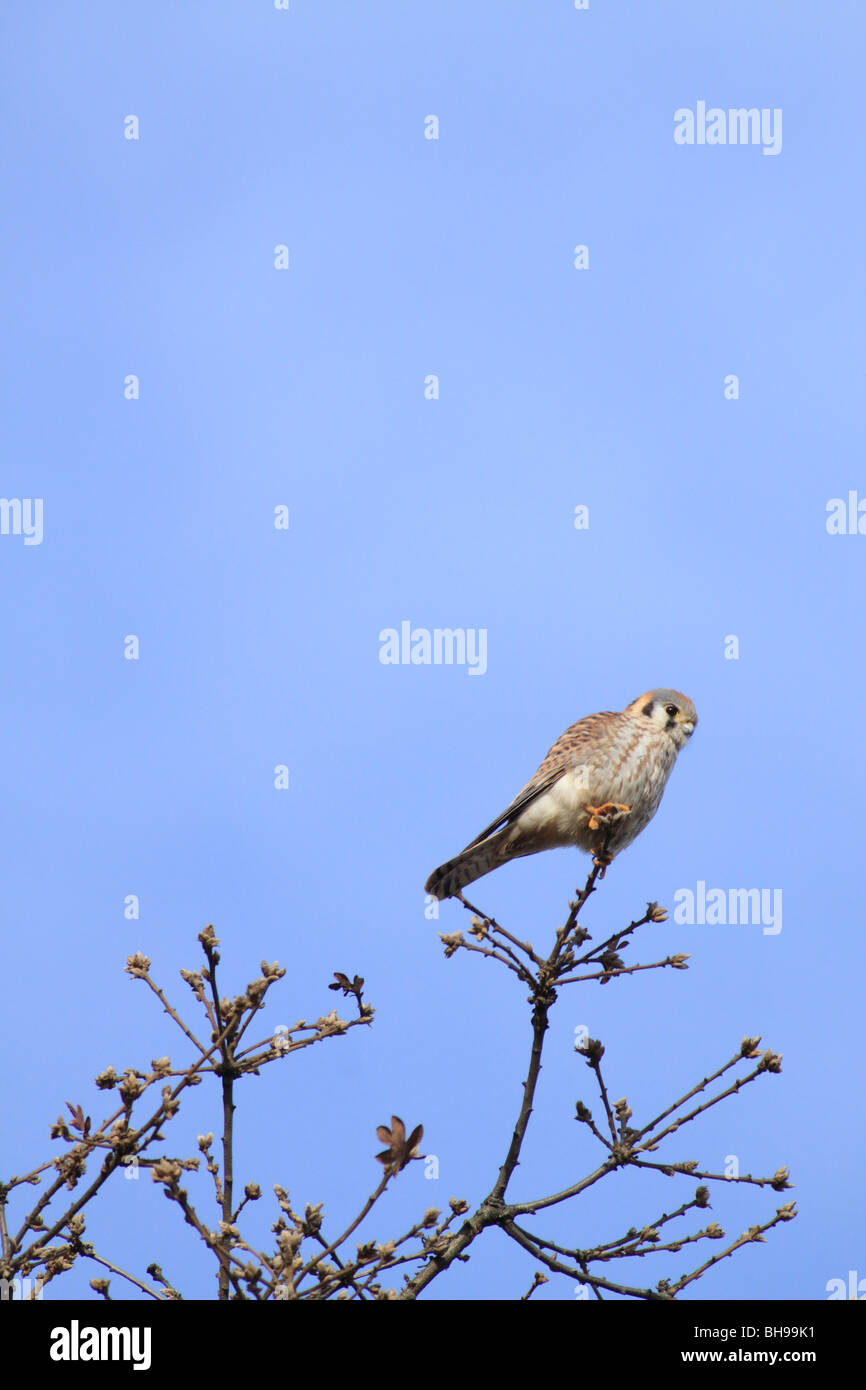 Female kestrel in tree top hi-res stock photography and images - Alamy