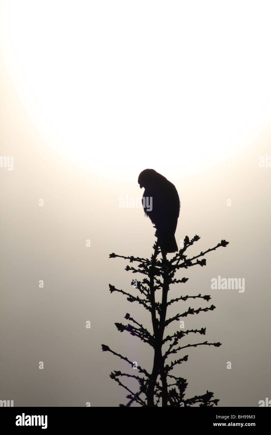 American Kestrel silhouette on a tree top in Oregon Stock Photo - Alamy