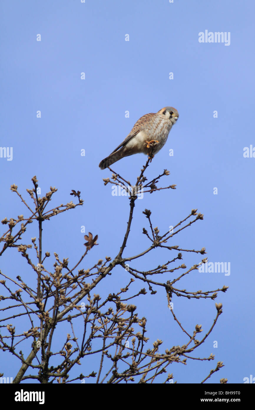 Female kestrel in tree top hi-res stock photography and images - Alamy