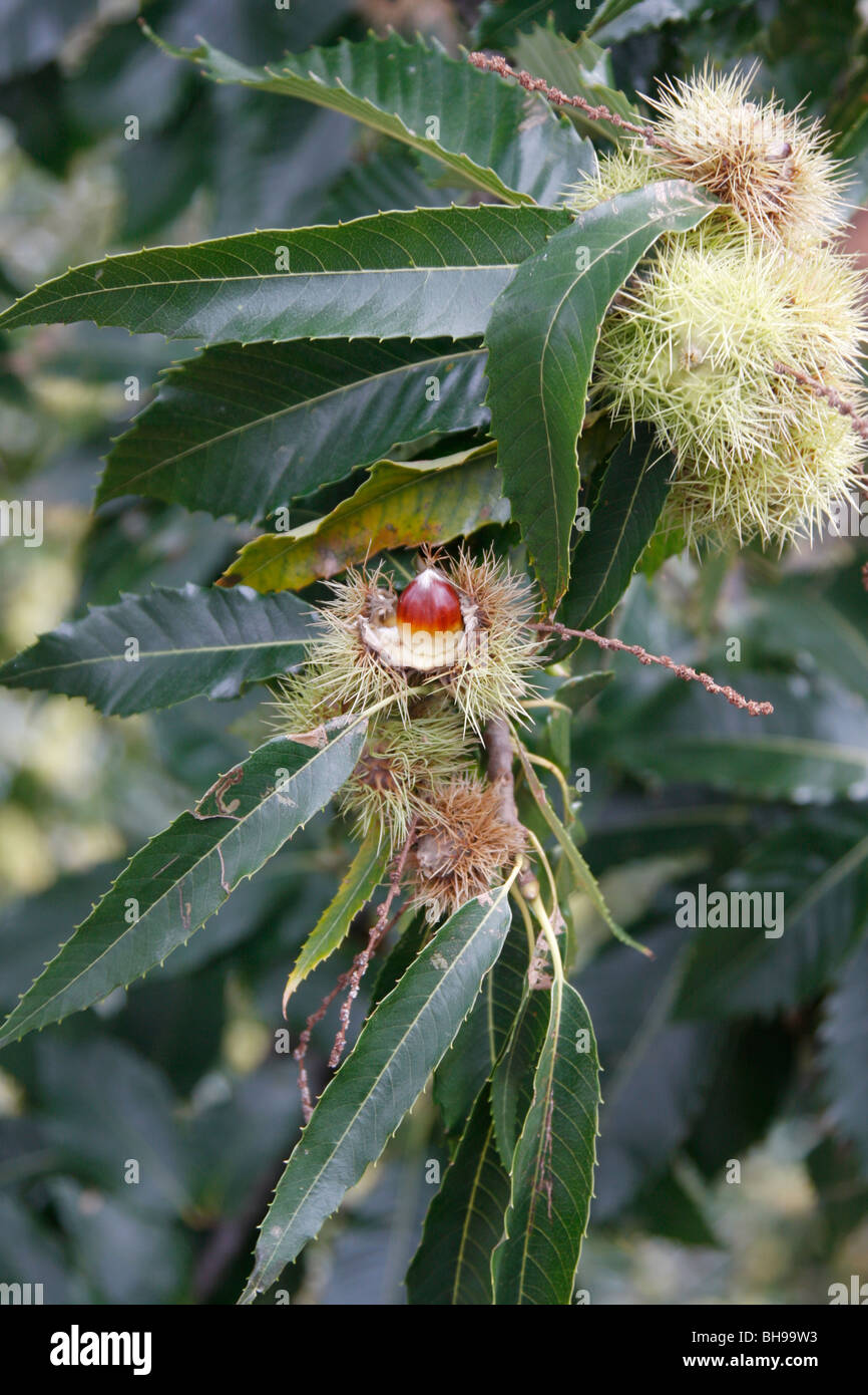 Spiky nut hi-res stock photography and images - Alamy