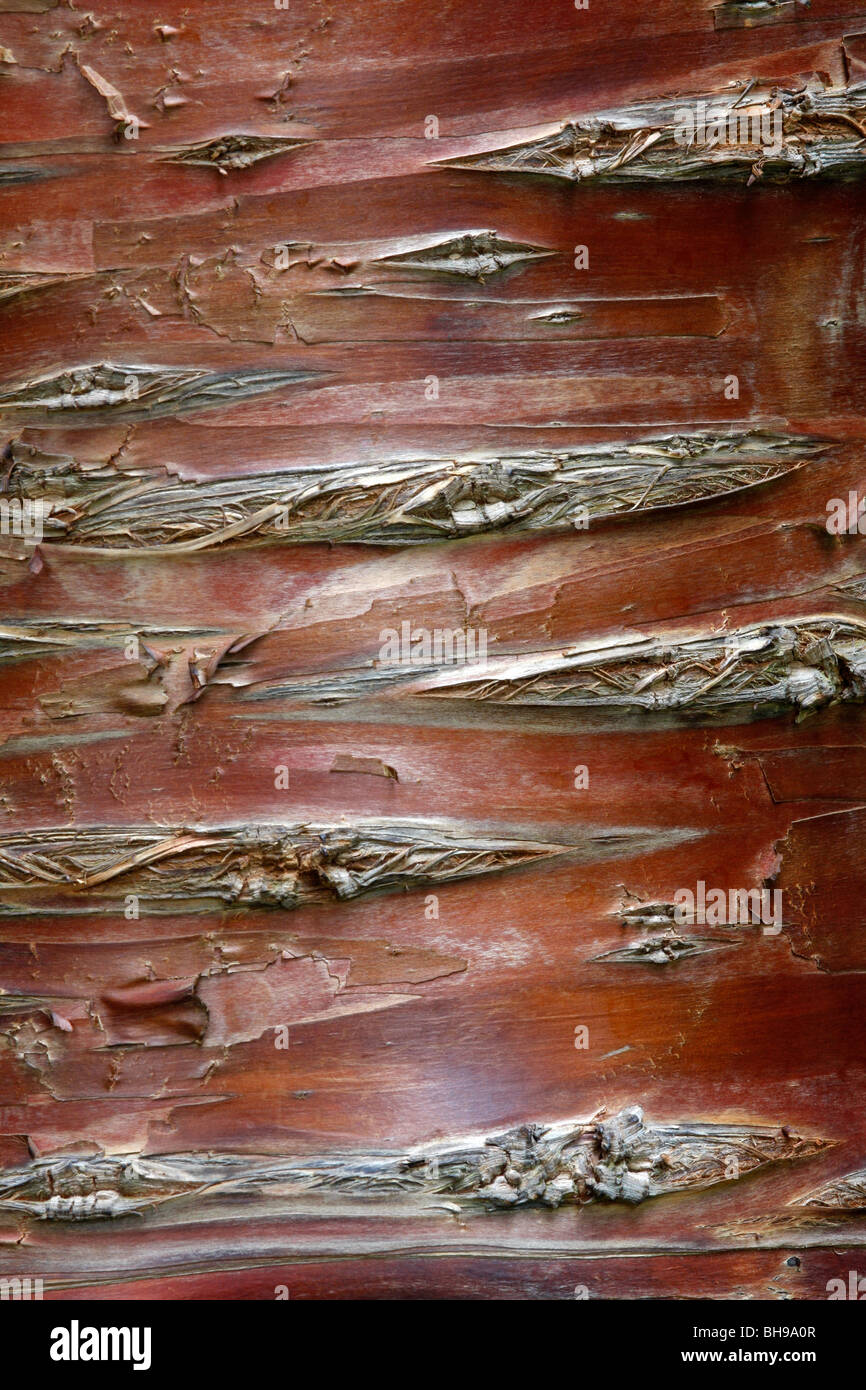 Dark red birch bark Stock Photo - Alamy