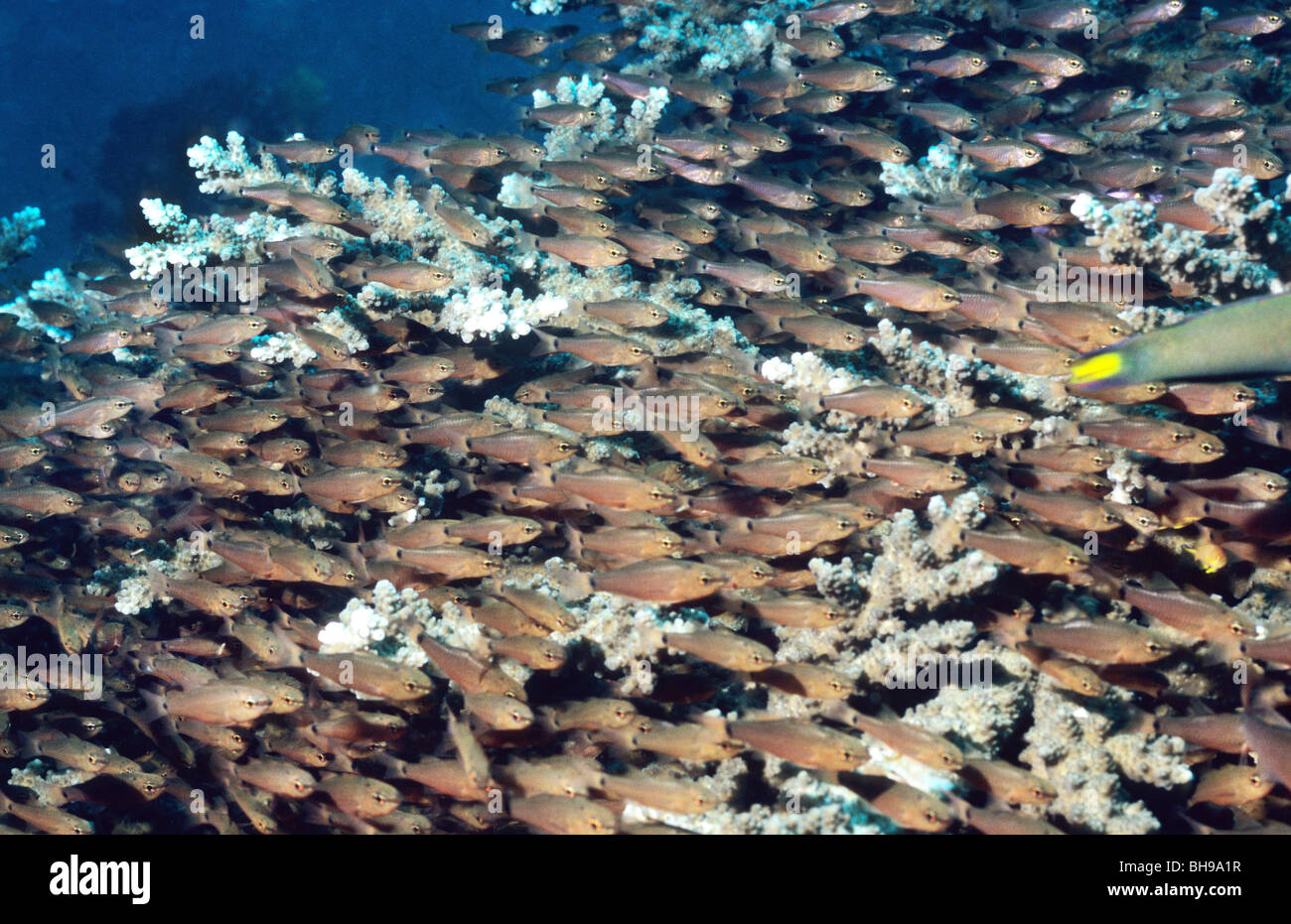 Pygmy Sweepers, amongst the coral. Parapriacanthus Ransonneti ...