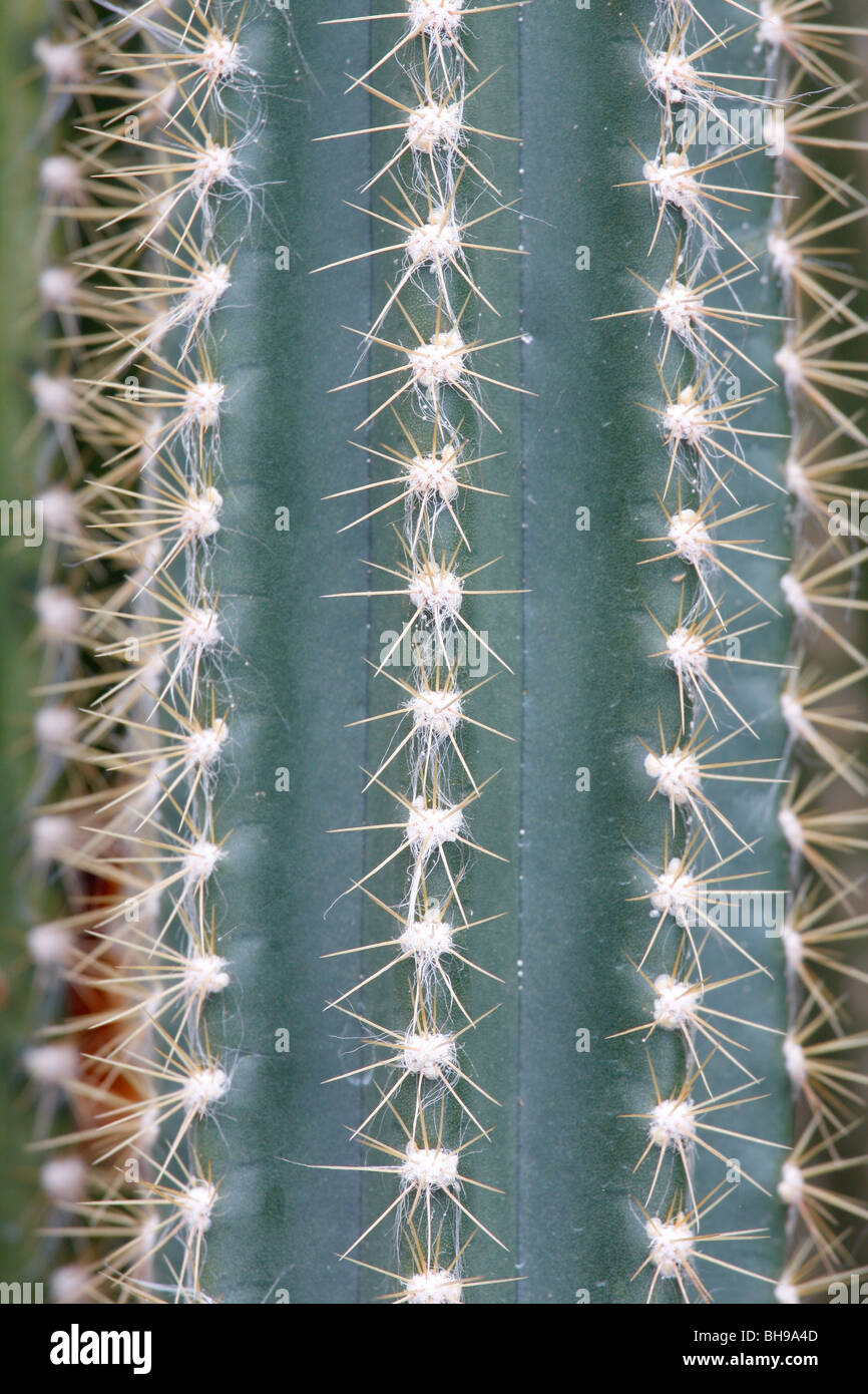Cactus closeup with sharp spines Stock Photo - Alamy