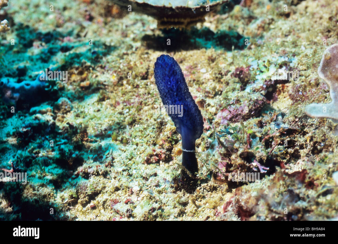 Pennatulacea High Resolution Stock Photography and Images - Alamy