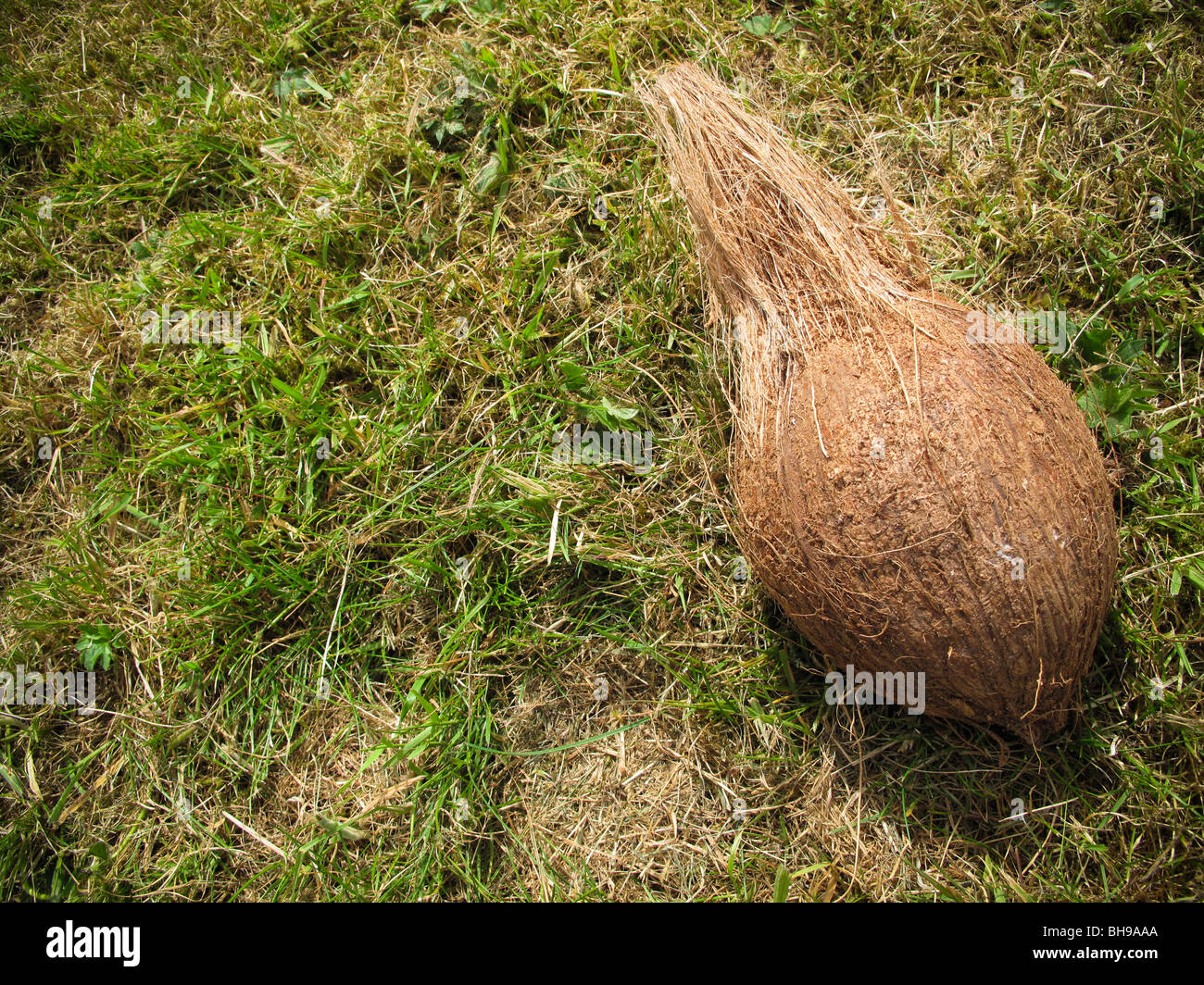 Hard coconut hi-res stock photography and images - Alamy