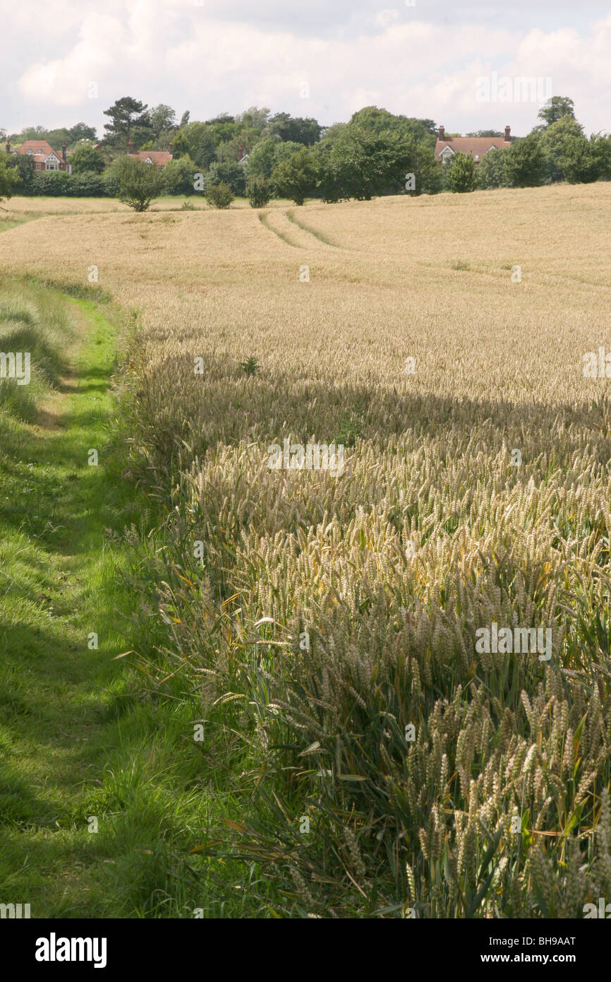 Wheatfield at Felmersham, Bedfordshire UK Stock Photo - Alamy