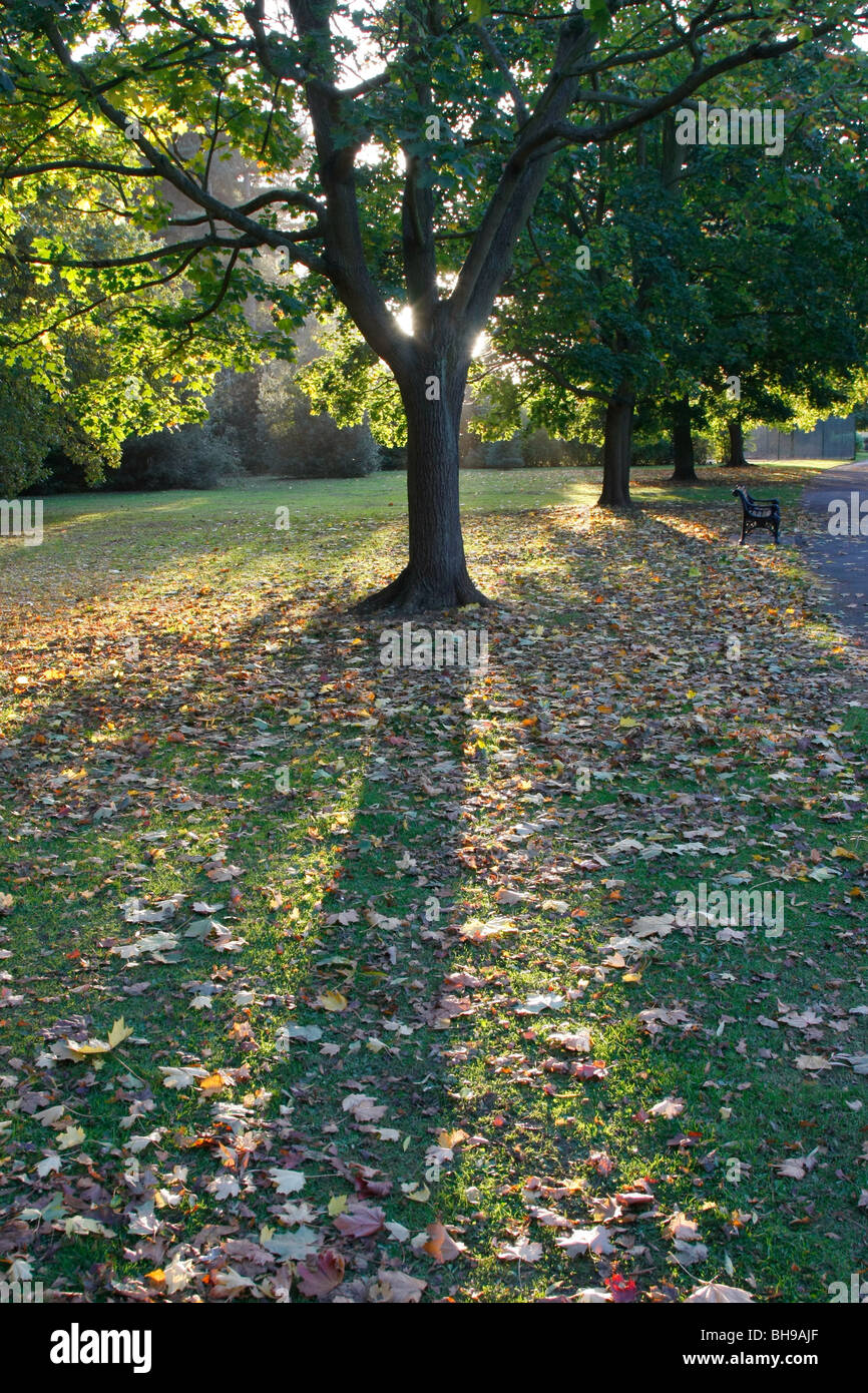 Autumn colours in a public park Stock Photo - Alamy