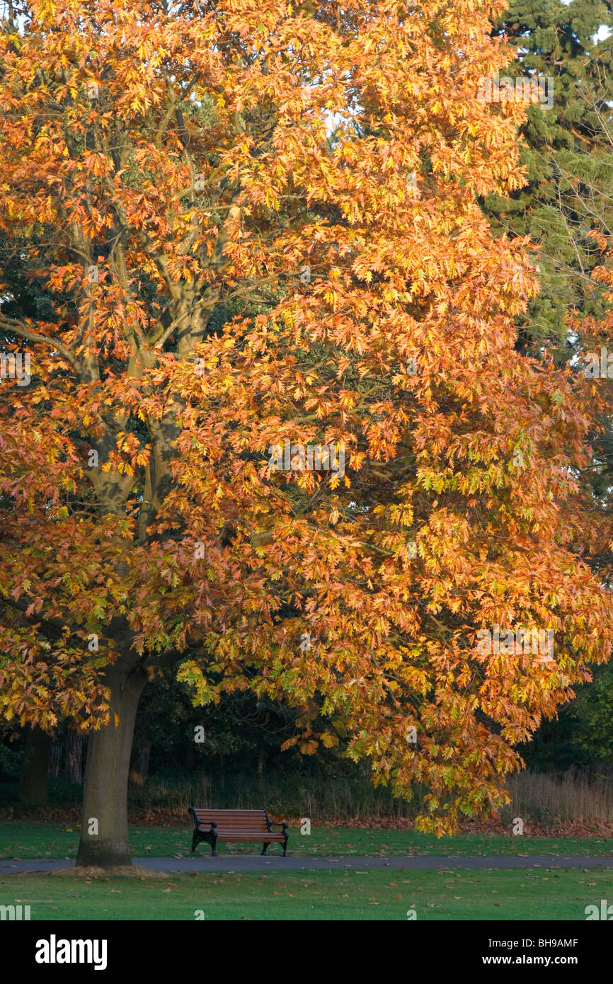 Autumn colours in a public park Stock Photo - Alamy