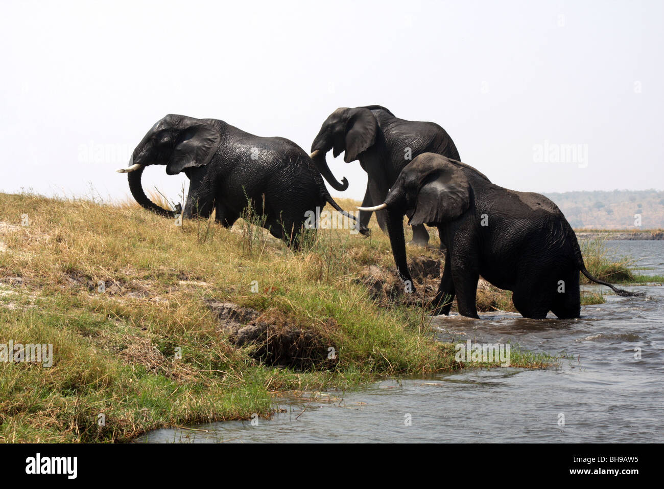Three elephants hi-res stock photography and images - Alamy