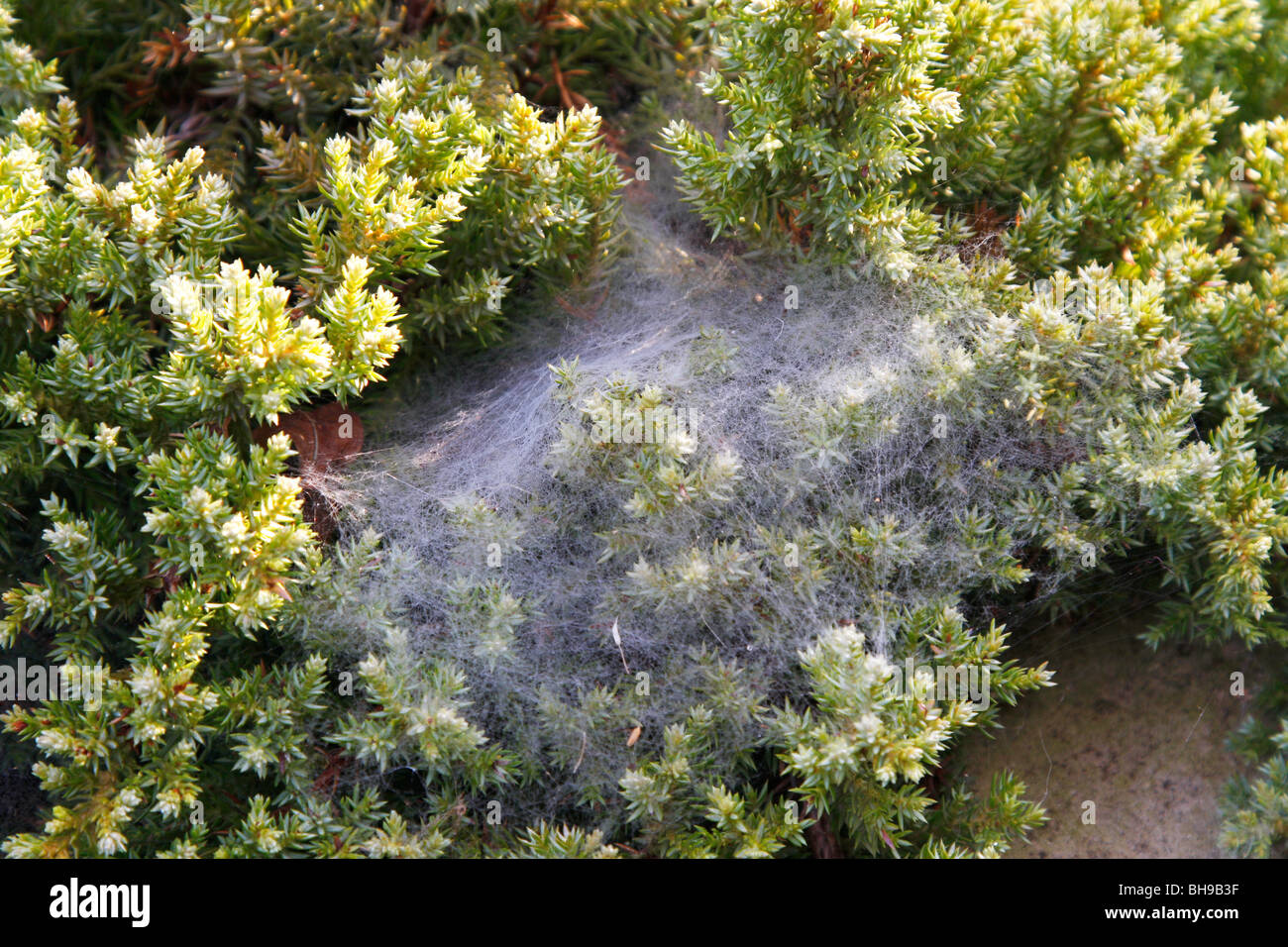 Linyphiidae spider uk hi-res stock photography and images - Alamy