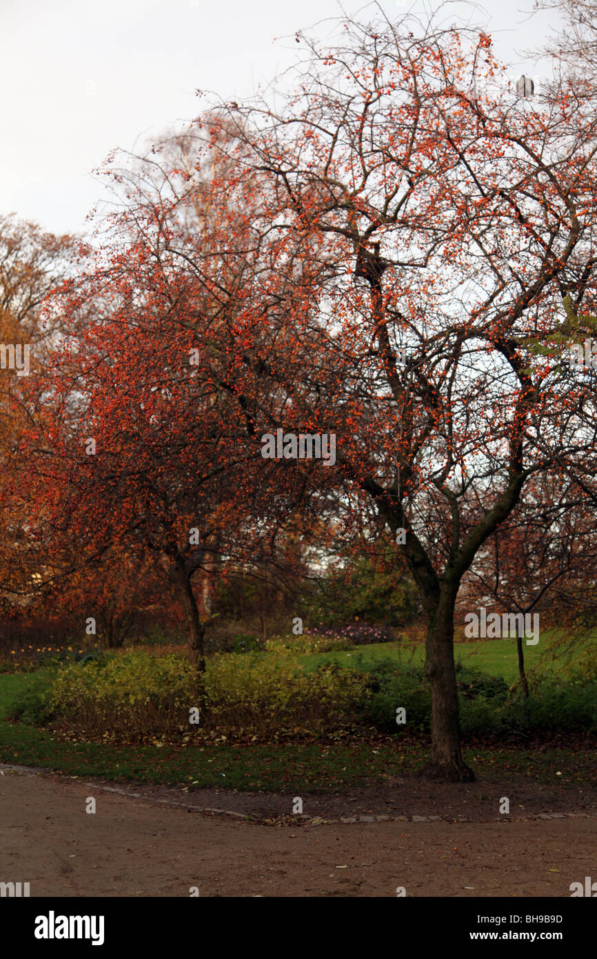 Autumnal trees in Copenhagen park Stock Photo - Alamy